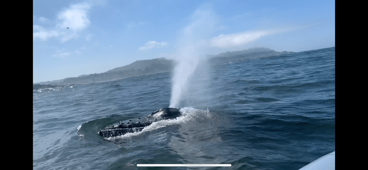 Nat Geo in Real Life: Whale Watching in Depoe Bay, Oregon – Seeking ...